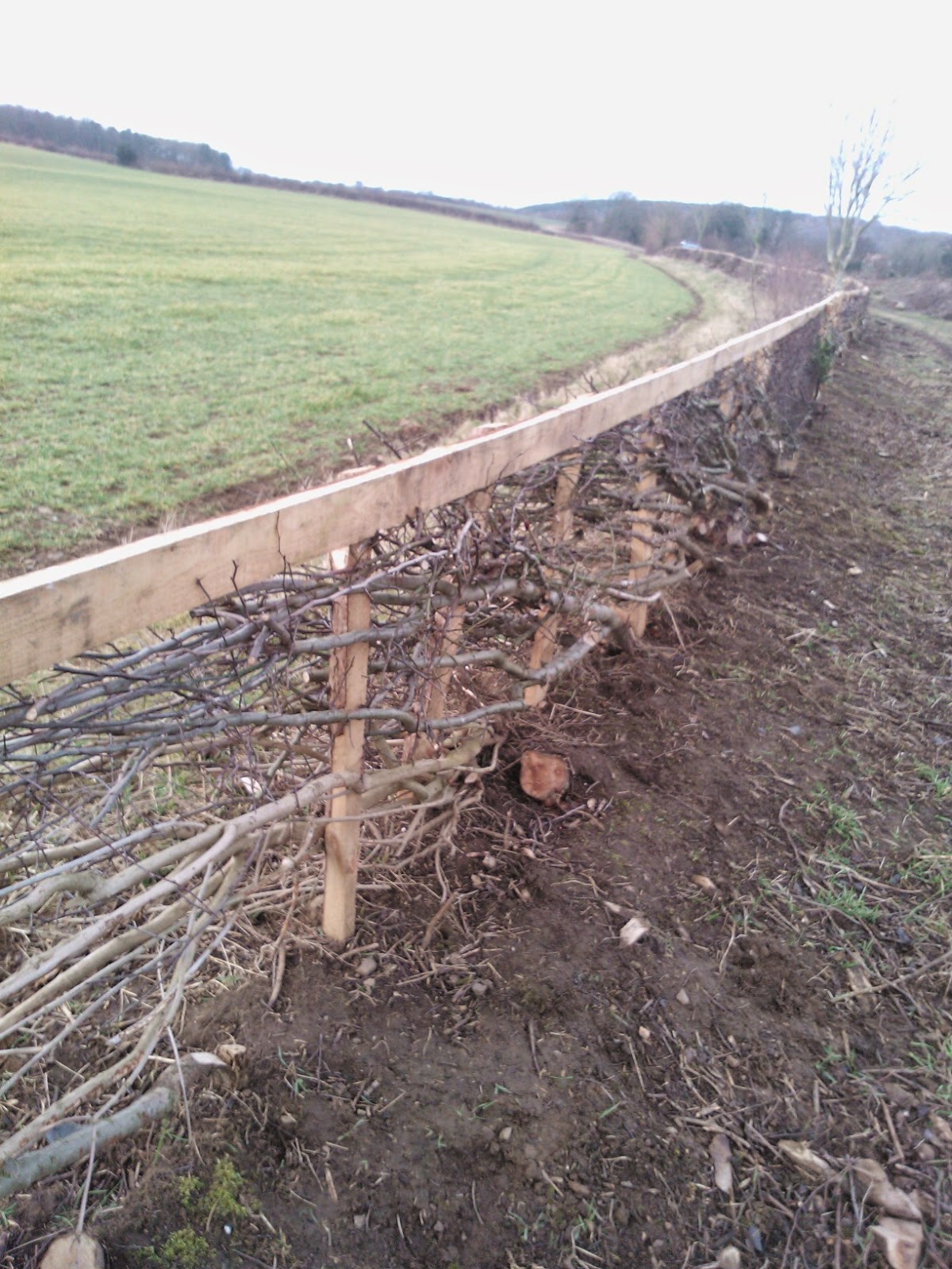 Nidderdale Conservation Volunteers' Blog: Hedge Laying Training and ...