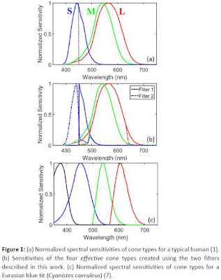 Image Sensors World: Human Color Vision Enhanced to 4 Colors