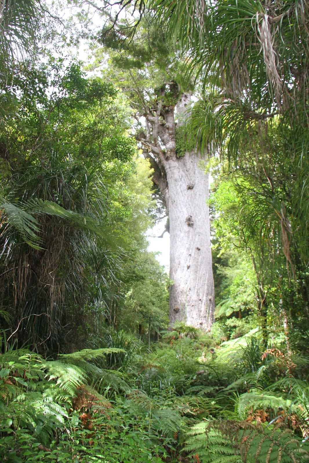 Weltreise 2014: Tane Mahuta & Te Matua Ngahere, 3rd of March 2014