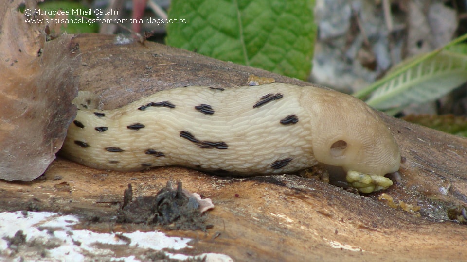 Snails and Slugs from Romania: Limax (Limax) cinereoniger