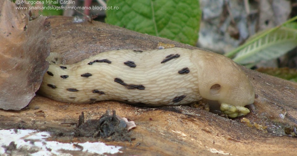 Snails and Slugs from Romania: Limax (Limax) cinereoniger