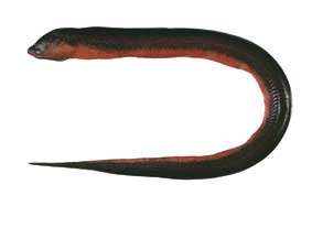 Belut - Fishery - iblog