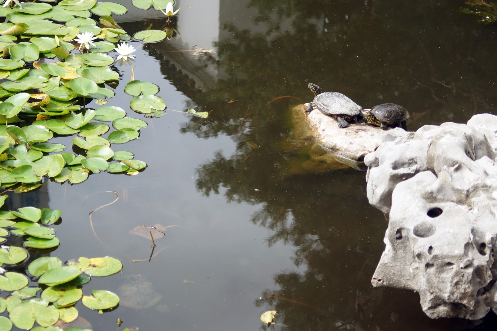 Continually Surprised!: The Sun Yat-Sen Chinese Garden