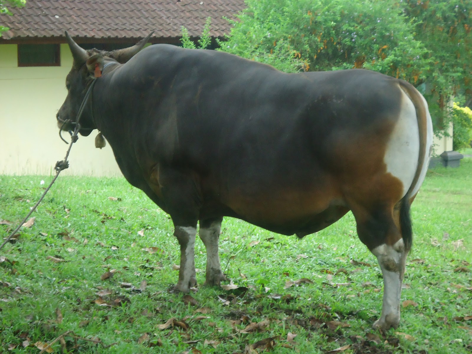 Yudhistira Pratama S: Harapan untuk Peternakan Sapi Indonesia