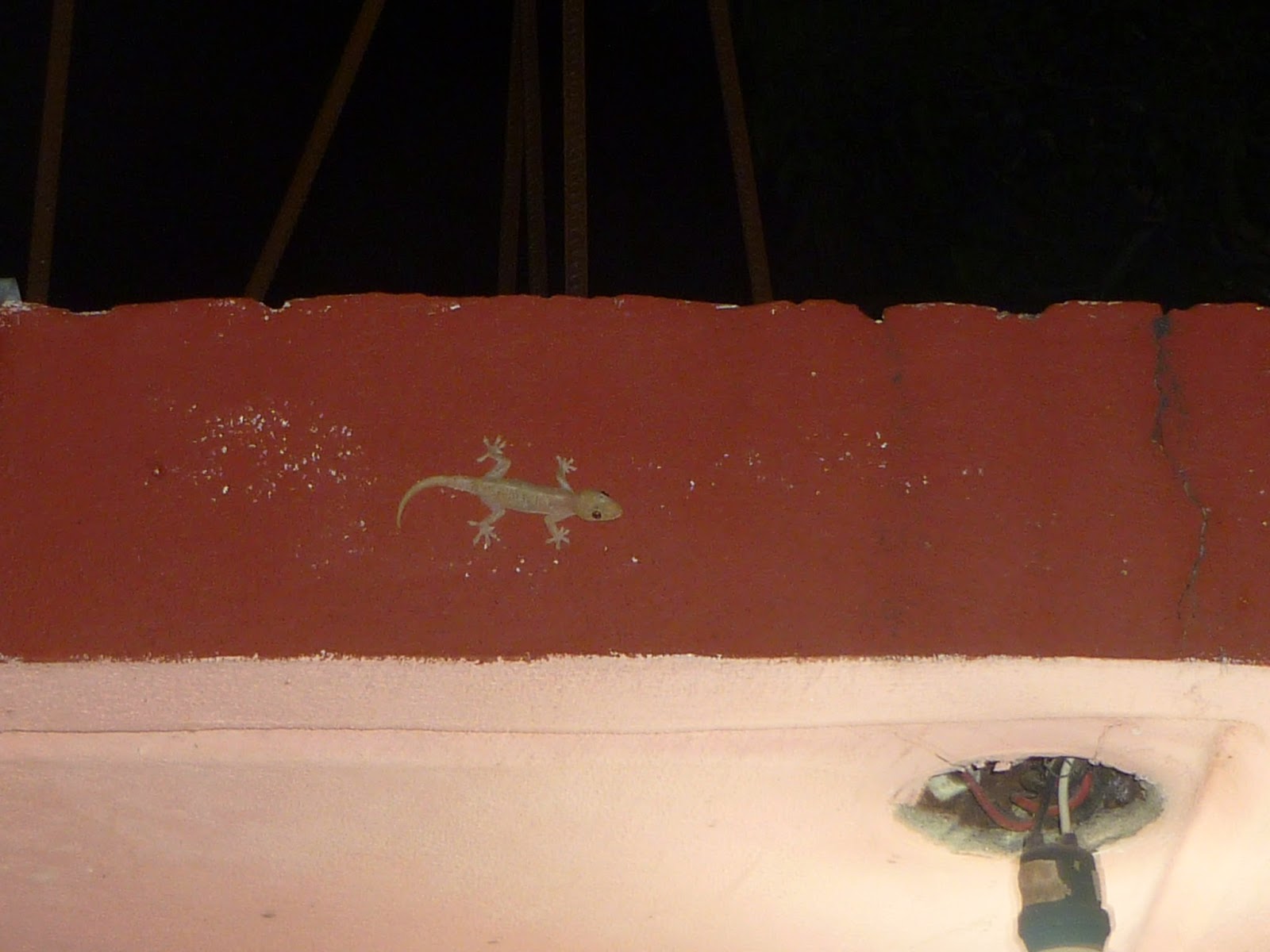 The Jamaican Croaking Lizard