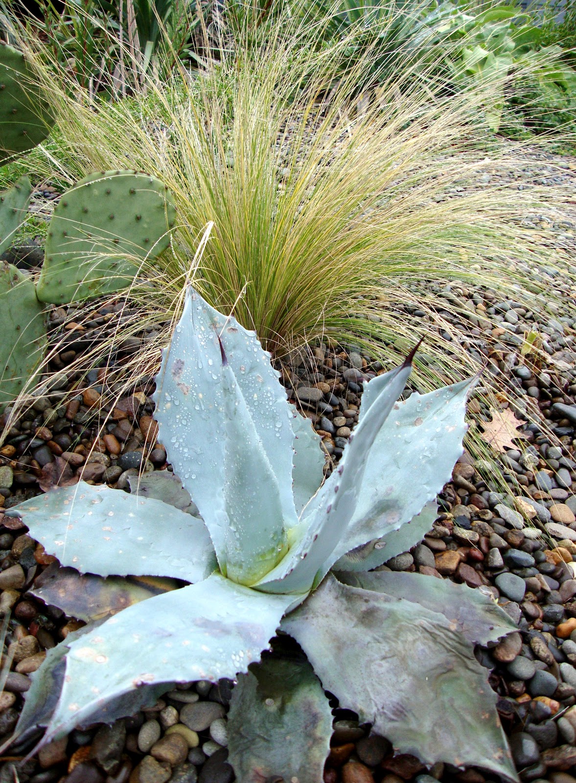 danger garden: The Agave report, February edition: Slugs on Agaves!