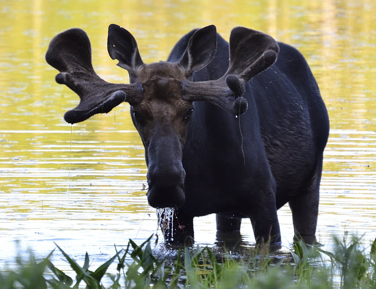 Katahdin, The Maine North Woods and Florida: Maine Moose from the ...