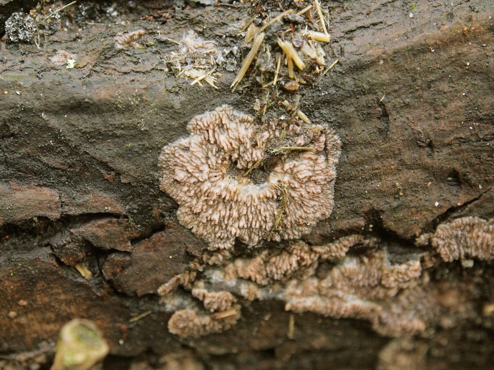 Calderdale Fungi - Halifax Scientific Society - Mycology Section: Crow ...