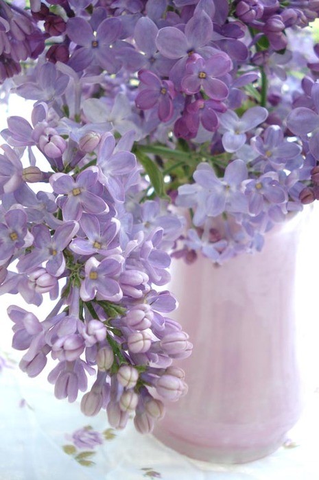 Sonhar e Realizar: LILÁS