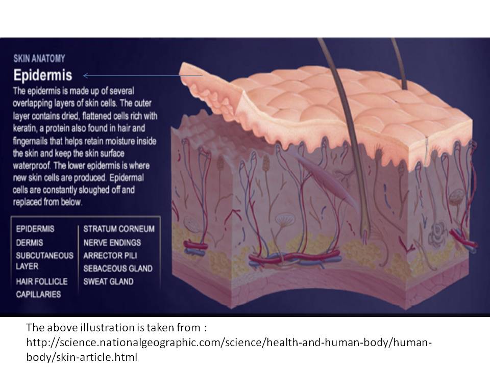 Therapist thruths: Understanding how skin works