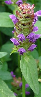 Prunella vulgaris, una pianta con tantissimi usi medicinali.