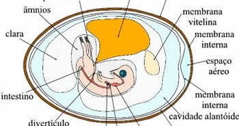 Embriologia: O desenvolvimento embrionário em aves