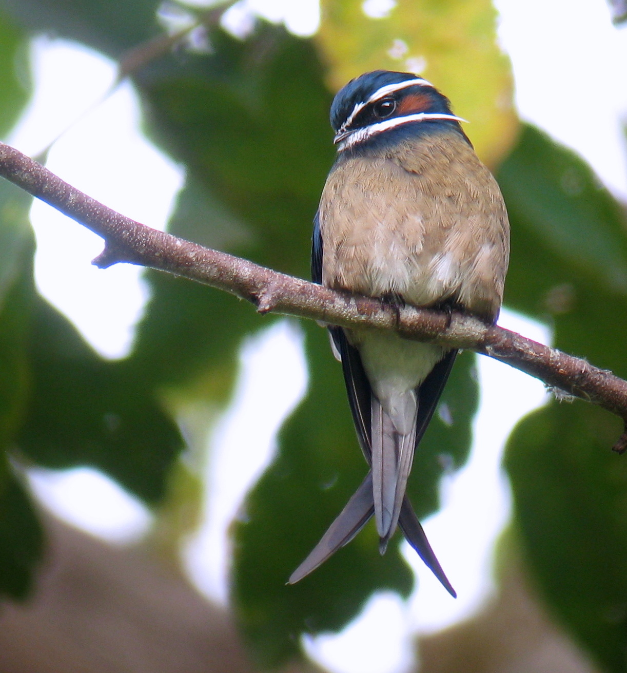 Denis Degullacion | Birding | Digiscoping | Photography |: Maliau Basin ...