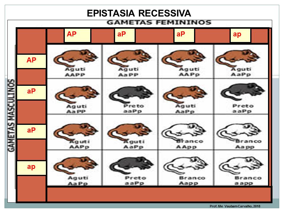 ENSINO GENÉTICA FAMASUL: EPISTASIA, PLEIOTROPIA E ALELOS LETAIS