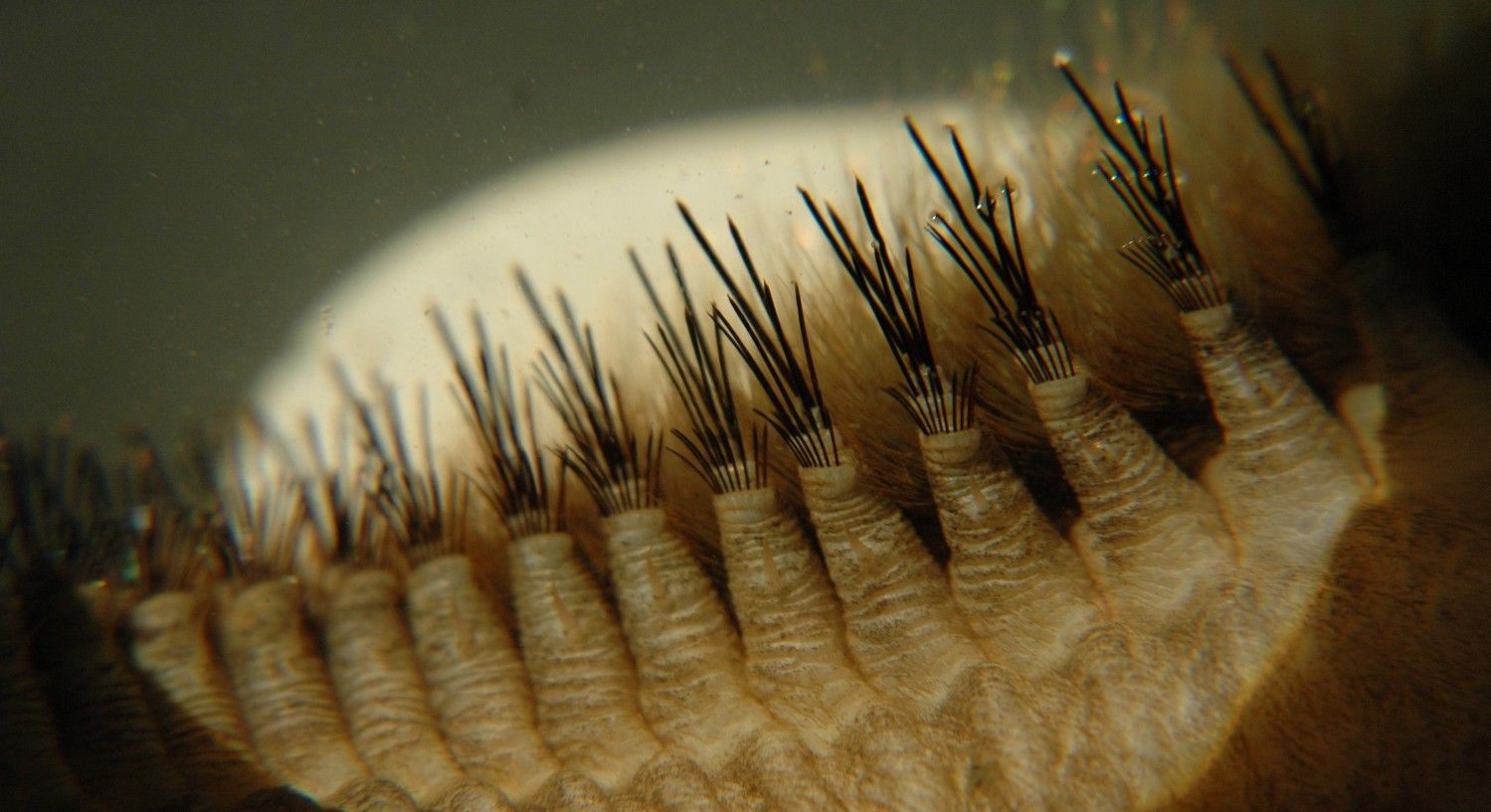 Real Monstrosities: Sea Mouse