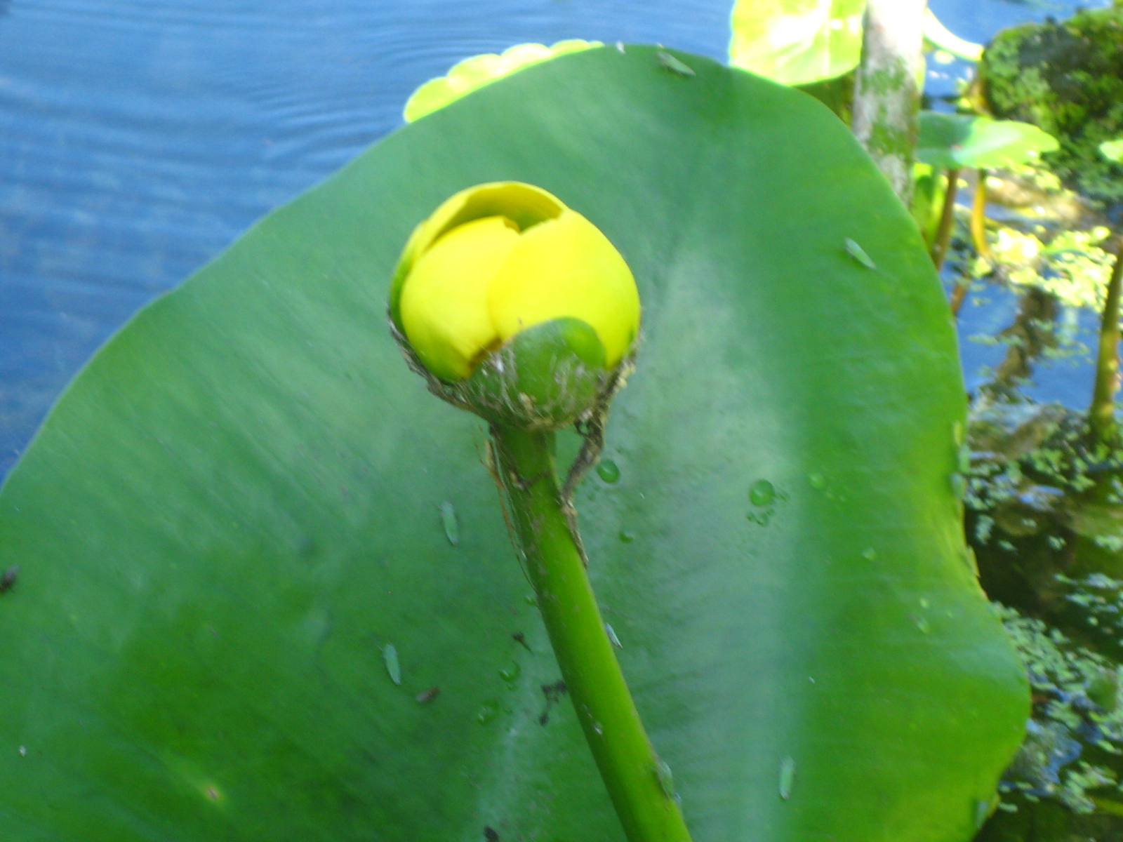 What's Bloomin' In Central Florida: Spatterdock, Cow Lily