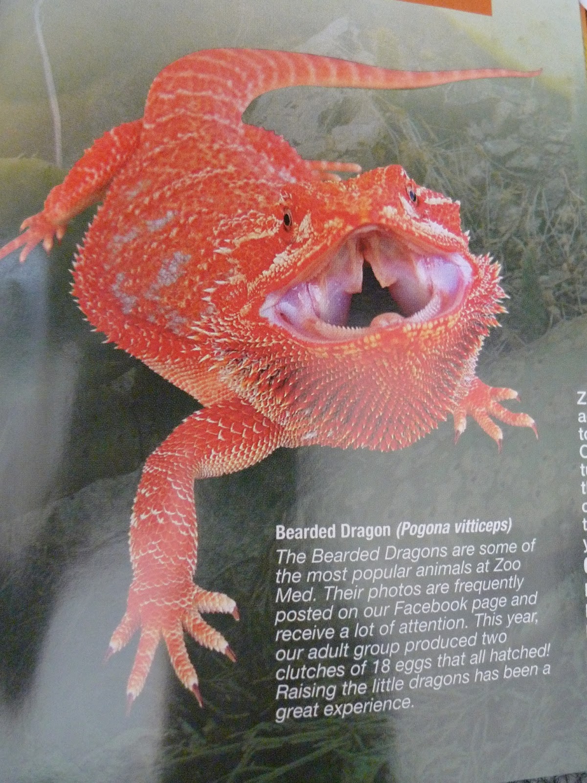 Paraherpetology: Repticon Dallas, Part 2: What's Inside the Zoo Med VIP ...