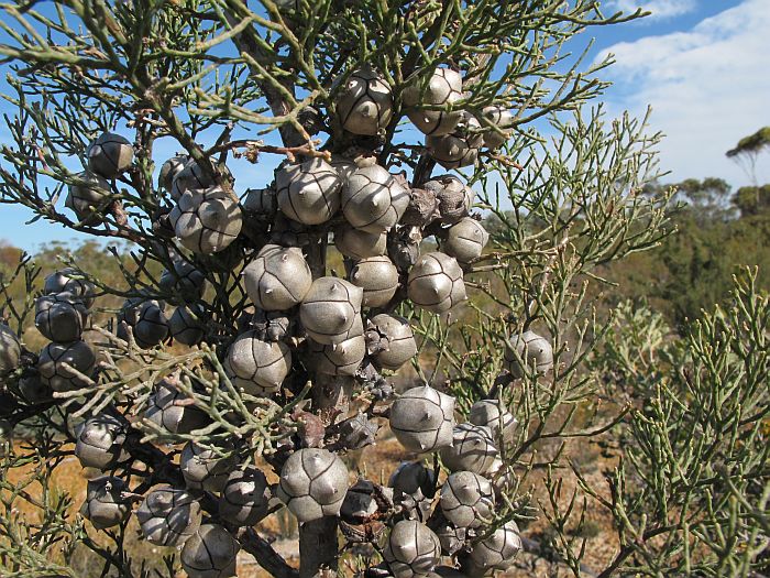 Esperance Wildflowers: Callitris roei - Roe's Cypress Pine
