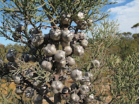 Esperance Wildflowers: Callitris roei - Roe's Cypress Pine