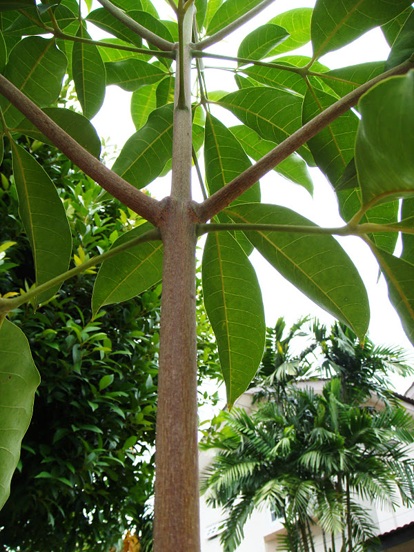 N U K I L A N: SI POTUTI ULAM RUPANYA.