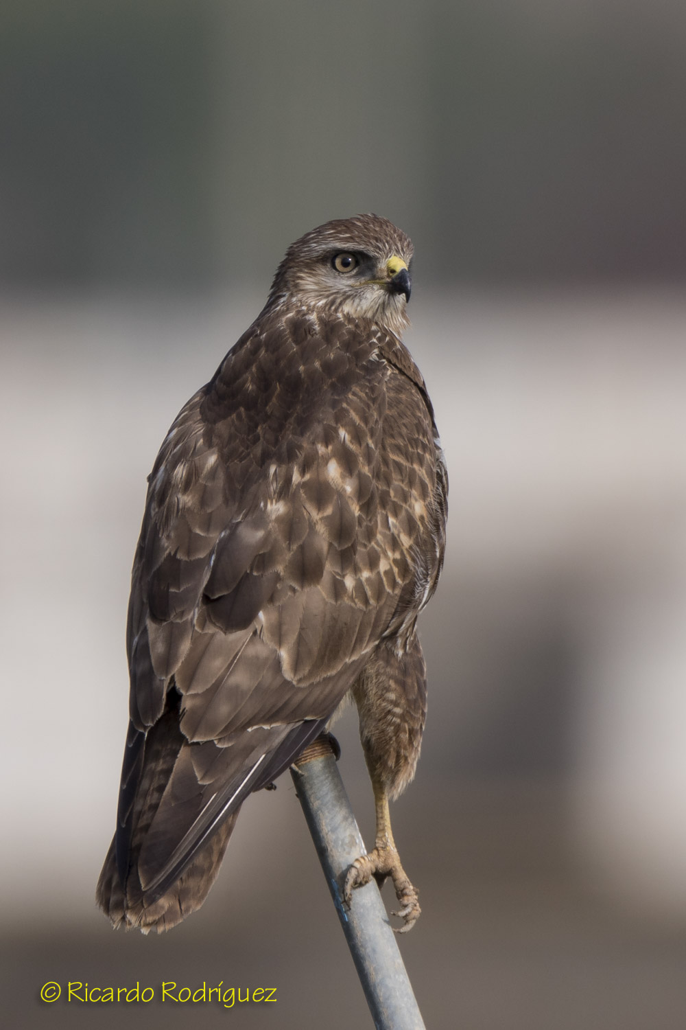 Aves Ricardo Rodriguez: Mas fotos de la ribera Navarra