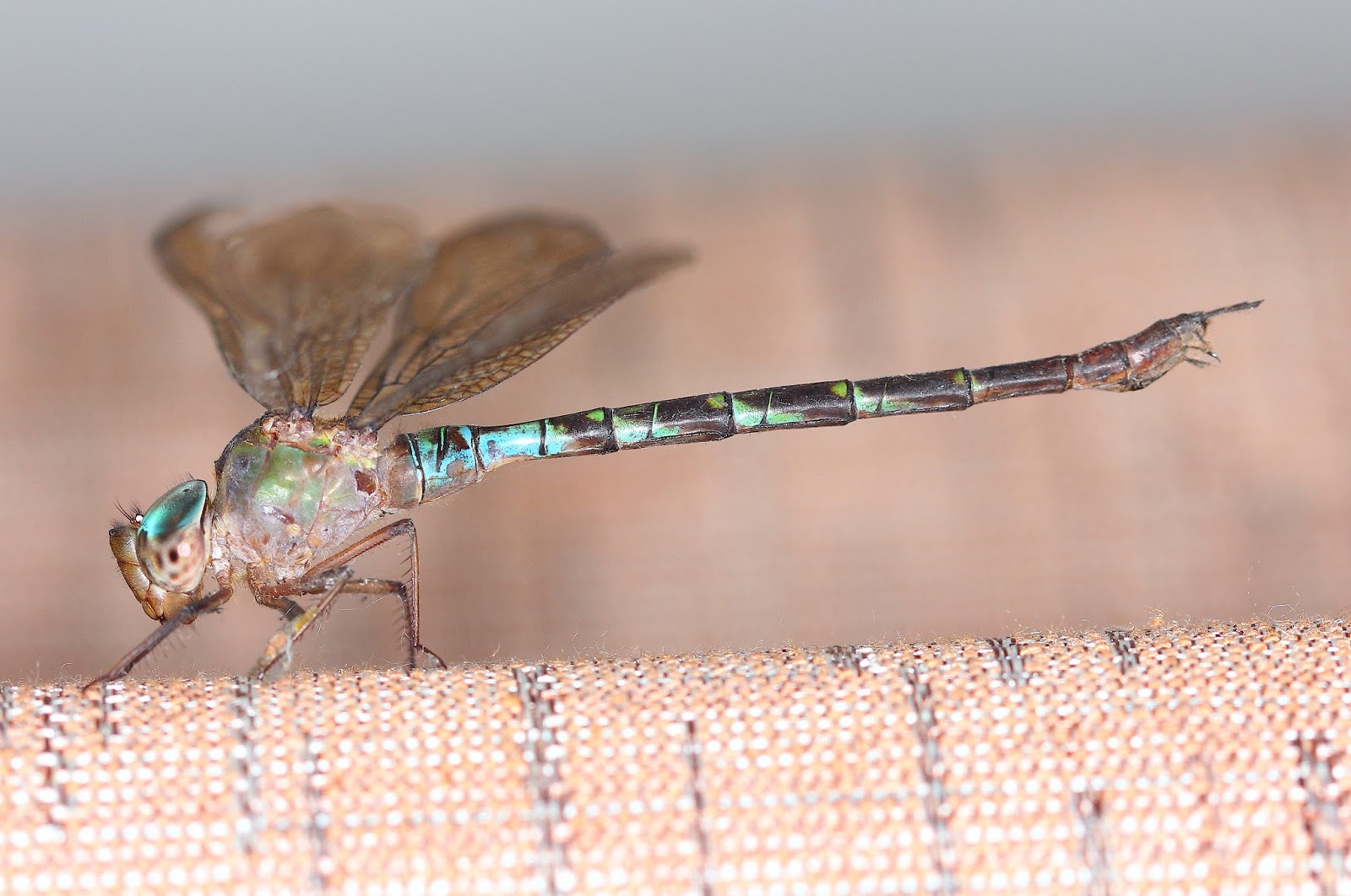 Dragonflies & damselflies of Thailand: 93. Gynacantha subinterrupta ...