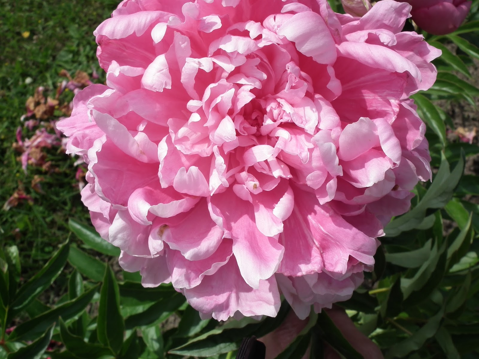 Peonies: Fifth Week of Peony Blooms June 13 to 19th