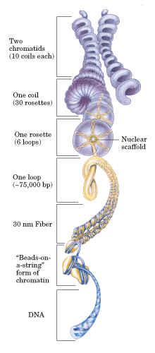 BIOSPROJECT: ISTONI E DNA