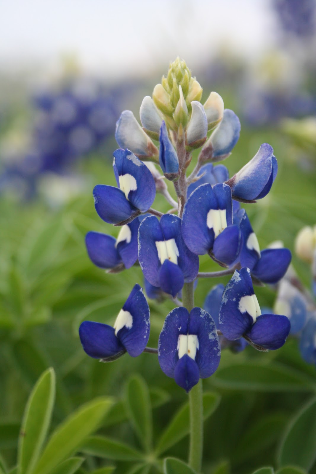 Glitter & Pink And All That I Think: An Ode to Bluebonnets