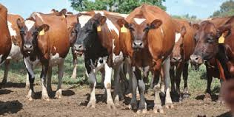 SOMO LA 4: UCHANGANYAJI WA VYAKULA VYA MIFUGO - KILIMO NA UFUGAJI