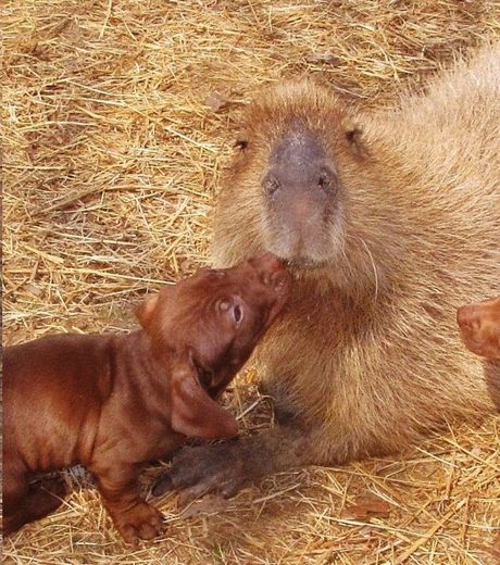 White Wolf : Two Dachshund pups are adopted by a South American rodent ...