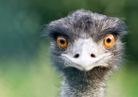 Animal Obsessed : Ostriches are Pretty Cool.