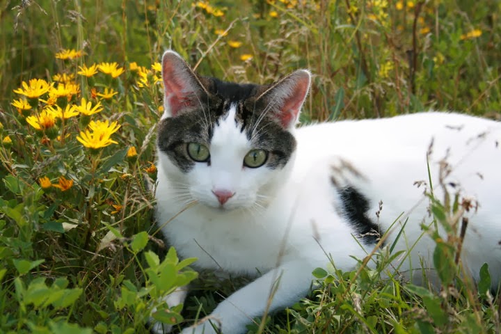 LPC Humane Society: Do Hawks Prey On Cats ( inquiring minds want to know )