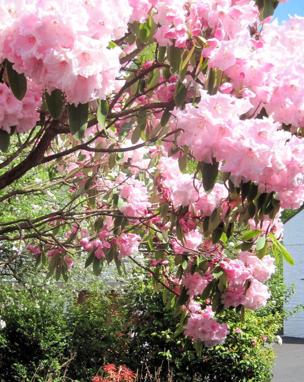 Flutterby Patch: Around the garden