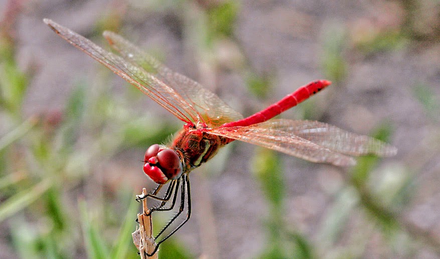 Andy foto natura: Libelulas
