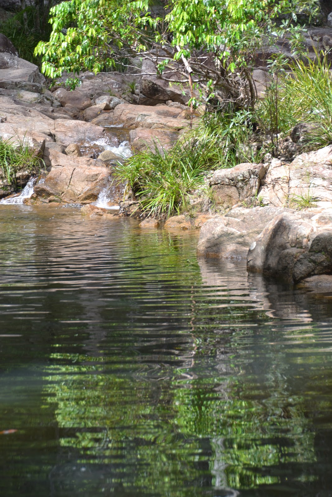 Life & Times: Mothar Mountain Rock Pools at Woondum National Park