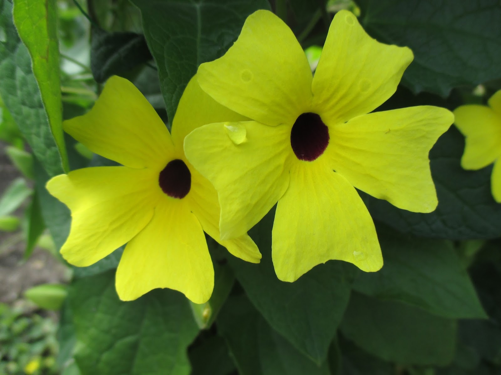 Rotary Botanical Gardens - Hort Blog: Finally Some Rain