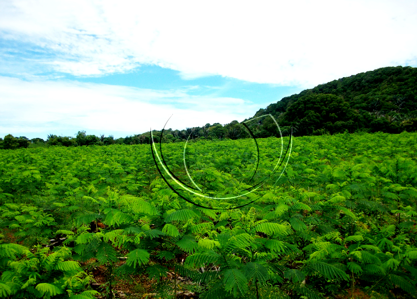 Pracayudha: Mengenal Tanaman Sengon