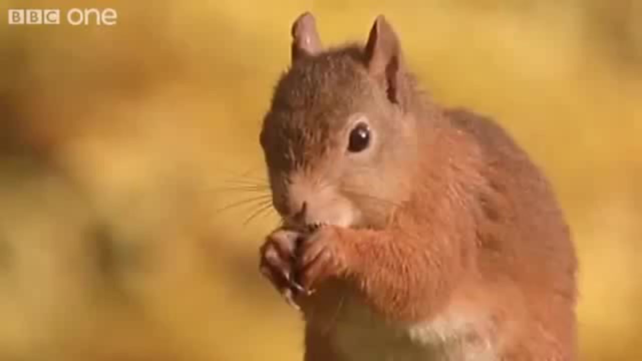 English is FUNtastic: Funny Talking Animals - BBC Video