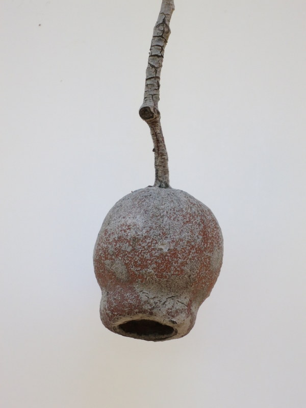 Vicki Lee Johnston - Botanical Art: Nuts ...