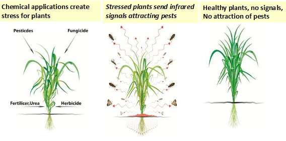 Why pests attack your crops and How to stop it?