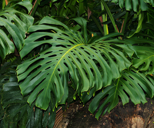 Somewhere I would like to live: Monstera Deliciosa