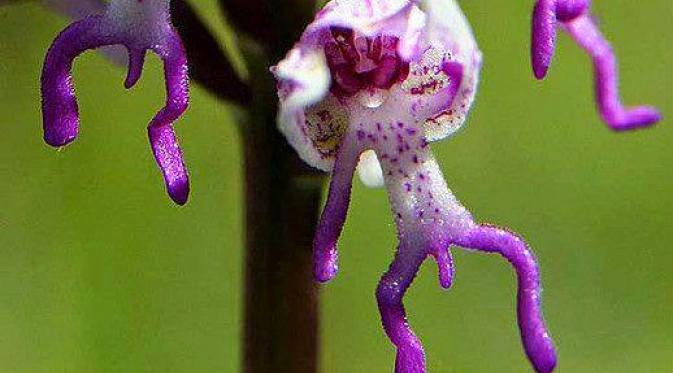 Warta Kepo: Bunga Anggrek Unik Ini Bisa Membangkitkan Gairah Seksual