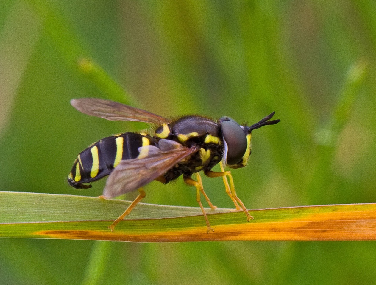Norsk Zoologisk Forening Sørlandsavdelingen: Sjeldne insekter på ...