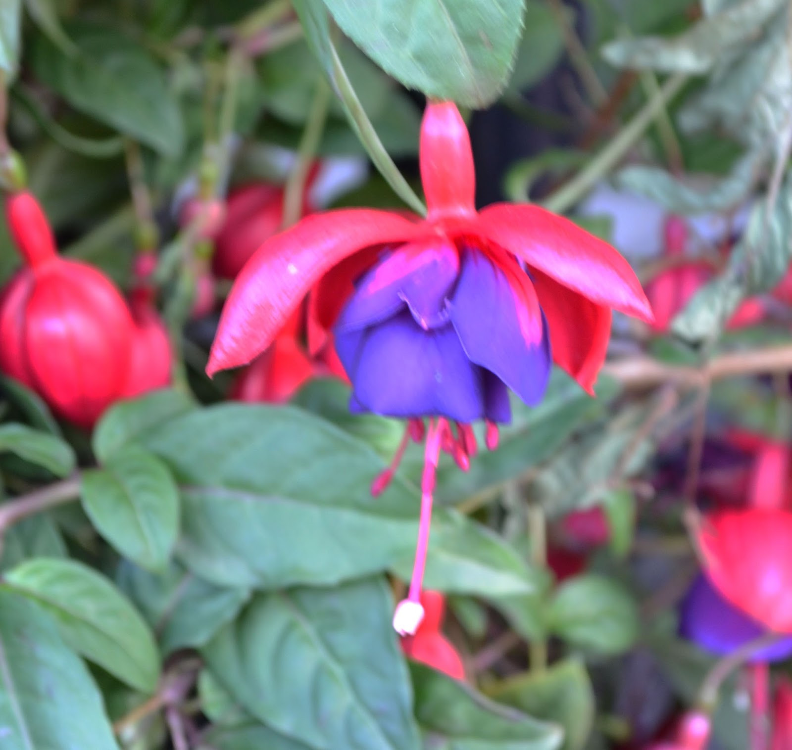 My Painted Garden: Painting Fuchsias