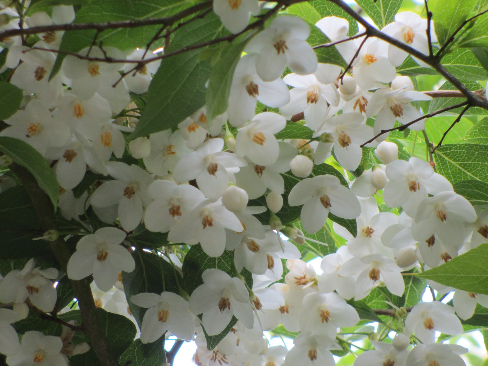 The Well-Watered Garden: Styrax japonica