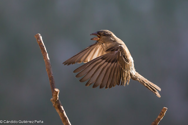 GORRION COMUN - Passer Domesticus | Observatorio de la Naturaleza