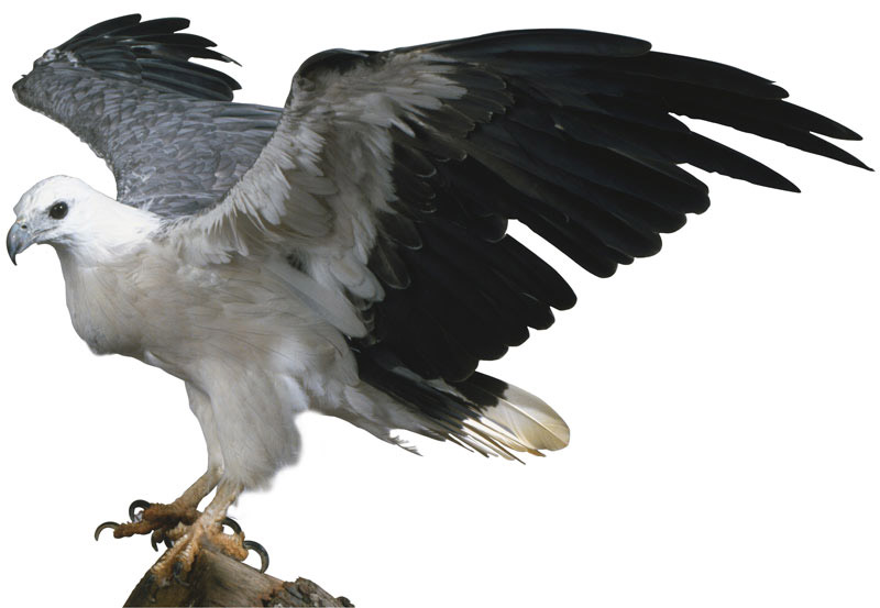 Spreebird wildlife: EAGLES OF PAKISTAN