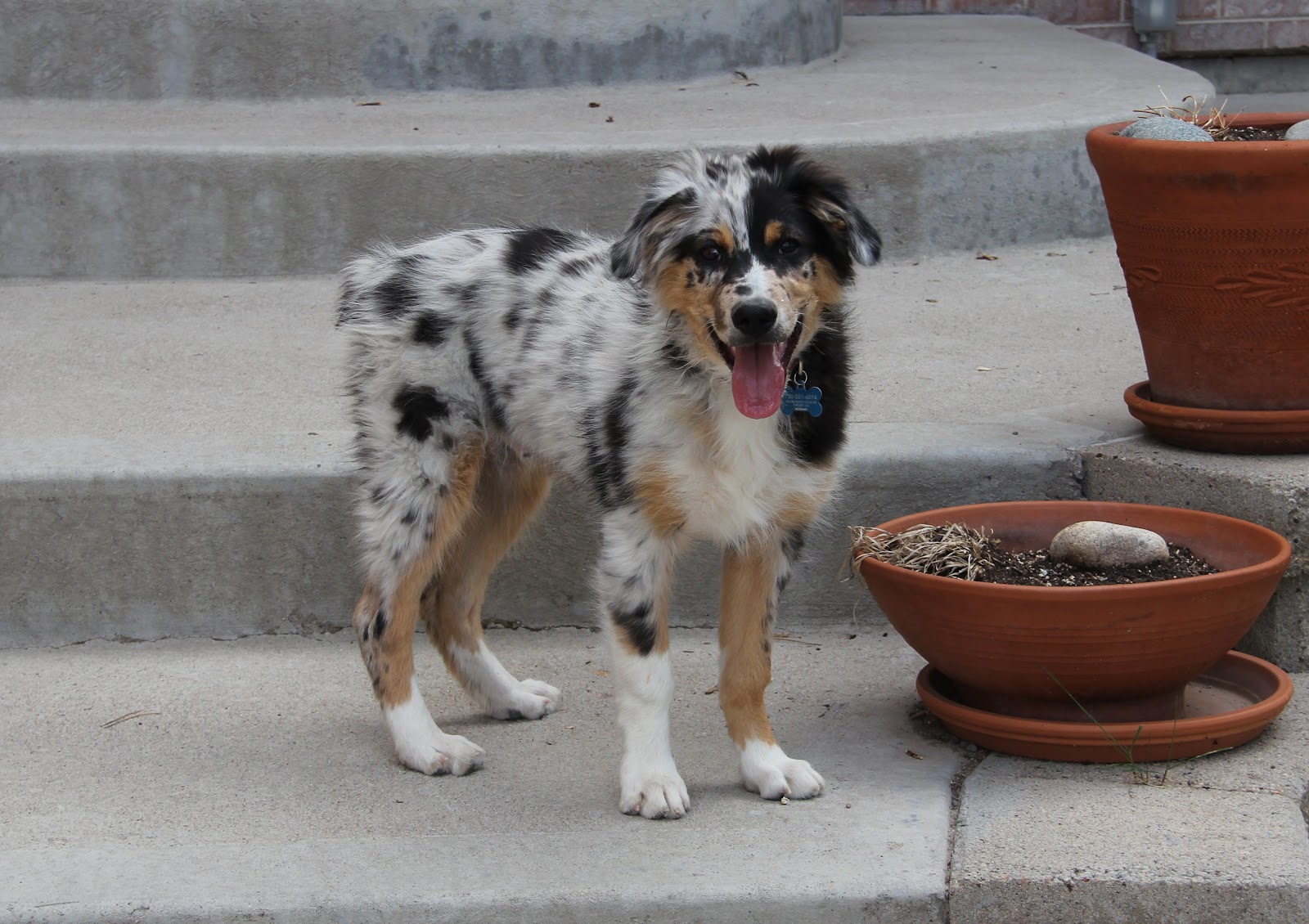 Puppy Update – Stephen Bodio