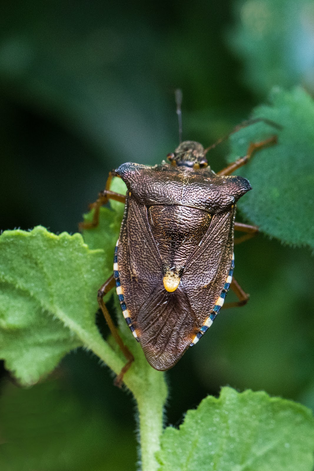 Butterflies, Dragonflies, Moths & other Insects: Red-legged Shield Beetle